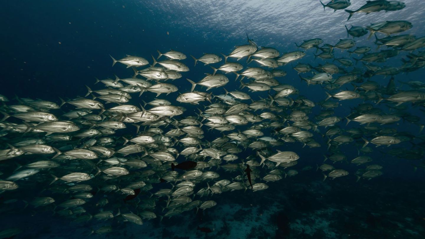 Sea Change: A Bold Partnership to Advance Sustainable Fishing | Bain ...