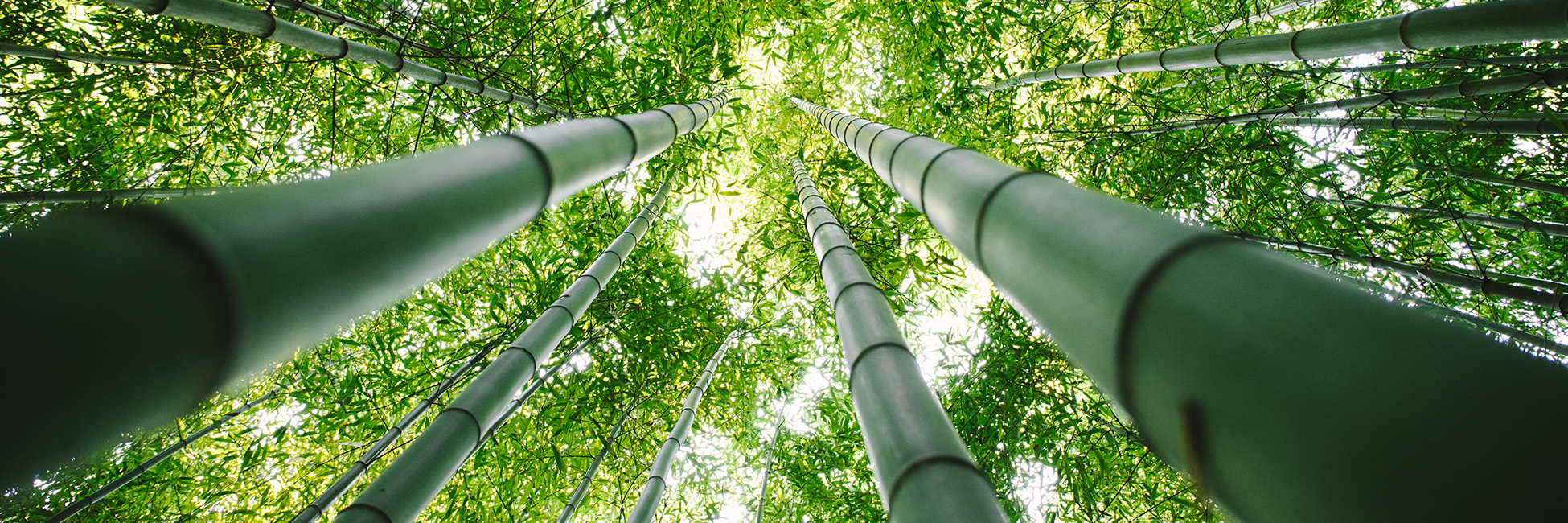 Embracing the “Do-Say” Gap | Bain & Company