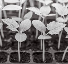 Bury the Pilot Project and Build a Hothouse: Moving Beyond Lean in ...