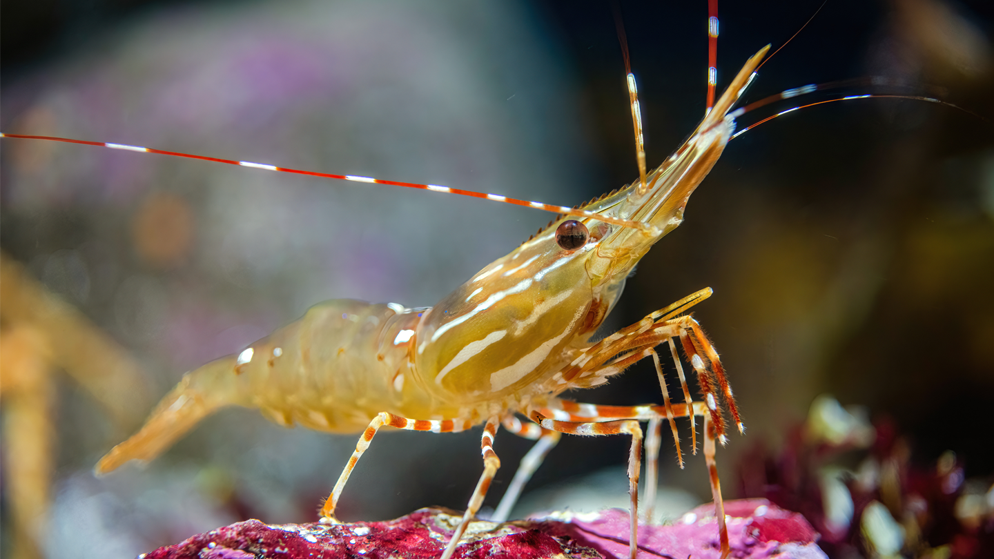 Inspiring greener shrimp farming in Ecuador, Thailand, and around the ...