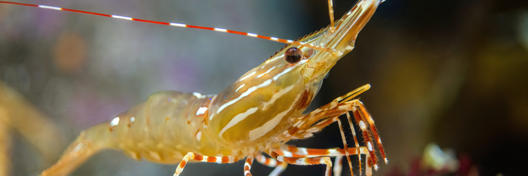 Inspiring greener shrimp farming in Ecuador, Thailand, and around the ...