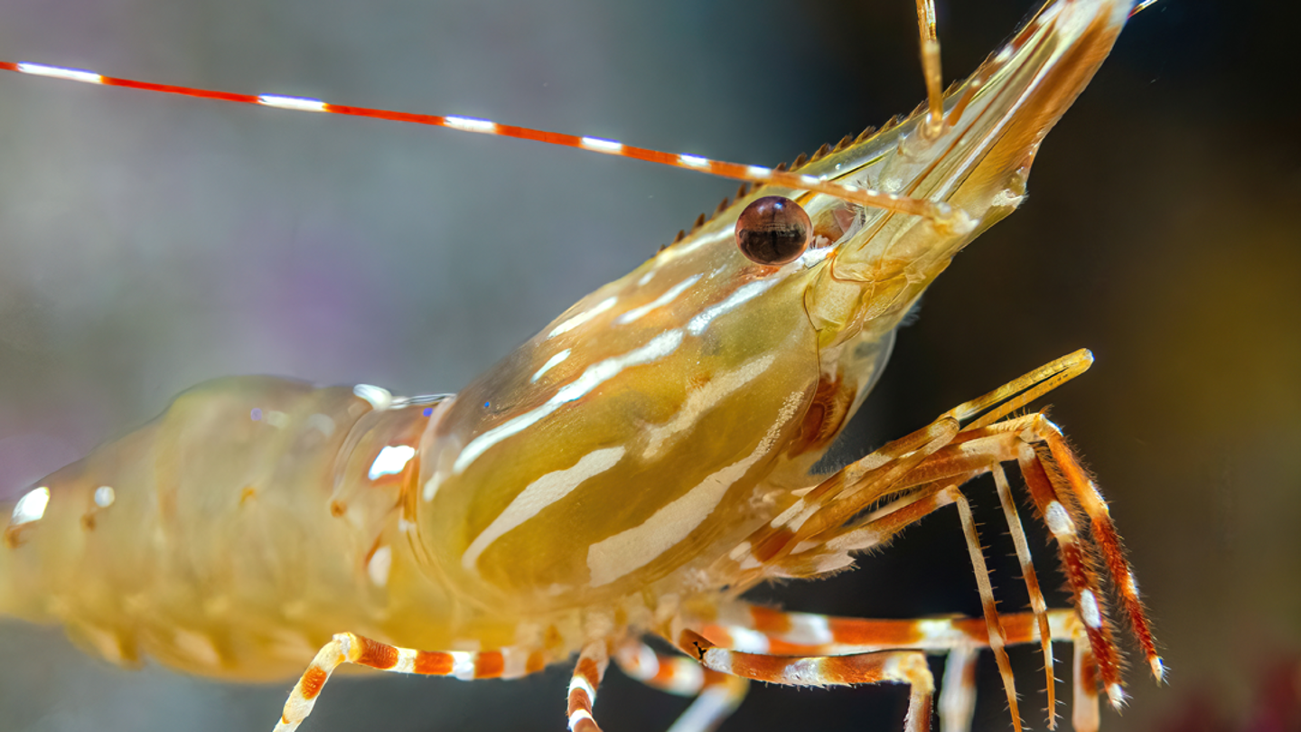 Inspiring greener shrimp farming in Ecuador, Thailand, and around the ...