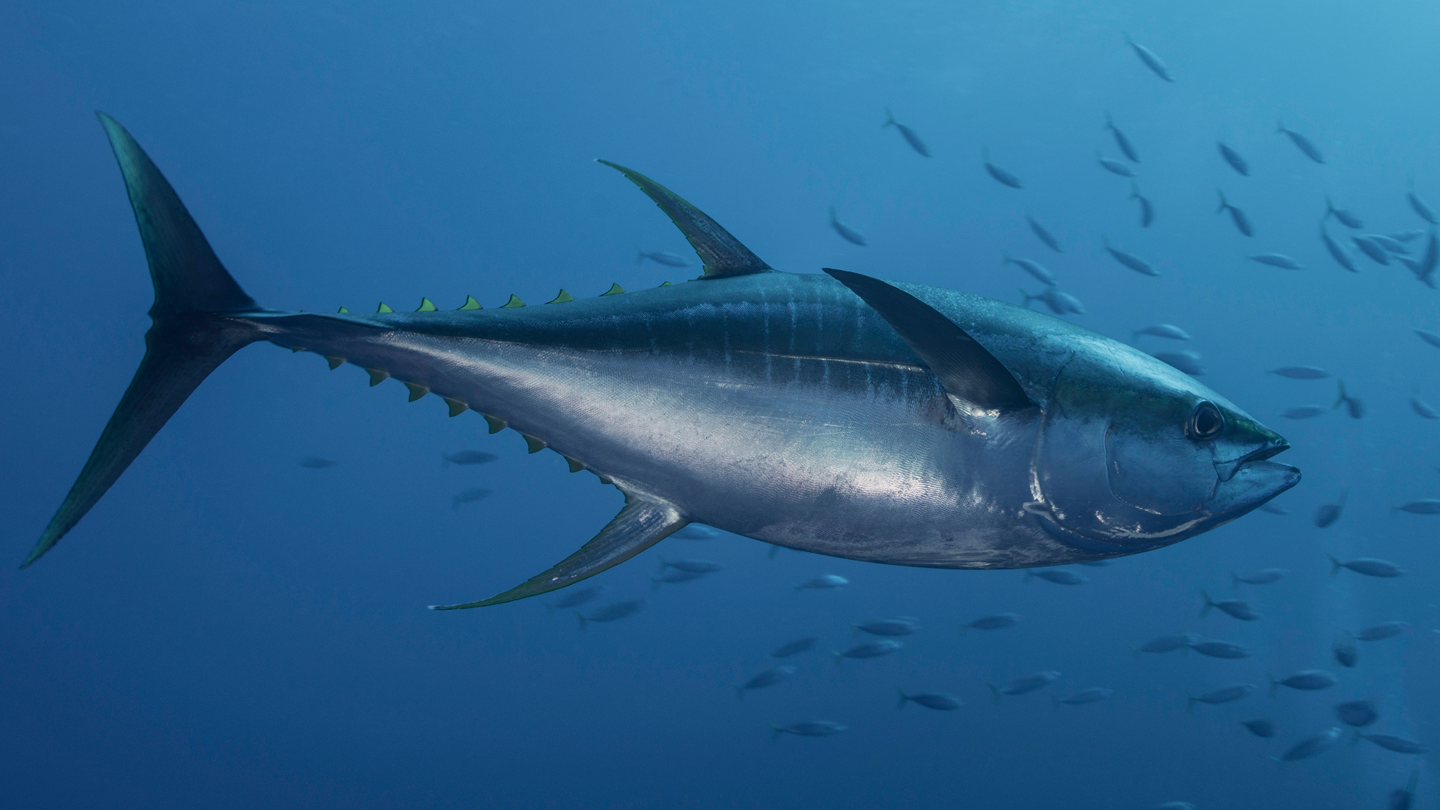 Creating Pacific Island Tuna, a public-private sustainable fishing ...
