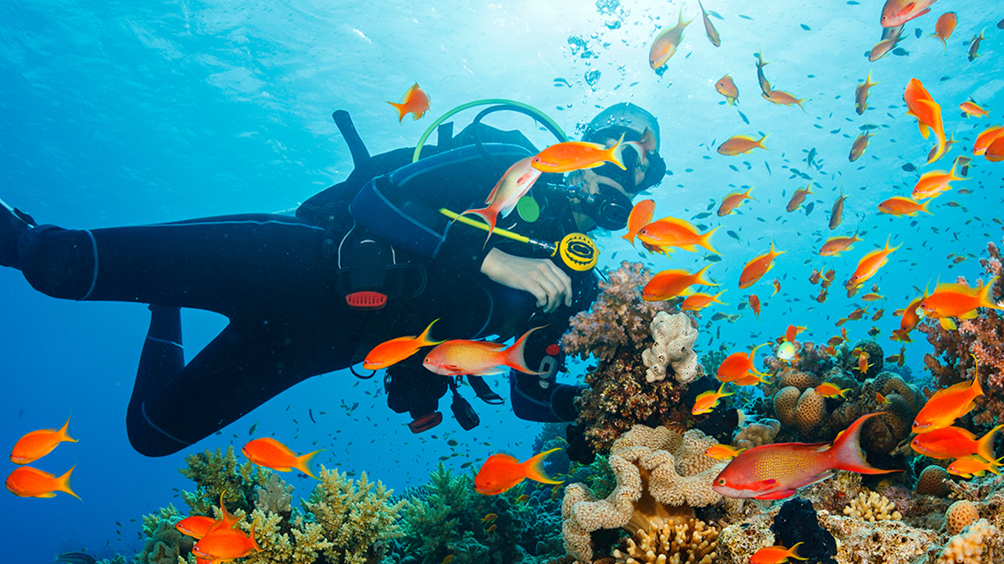 Unlocking the Great Barrier Reef Foundation to create a better future ...